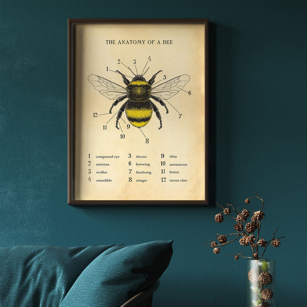 Anatomy Of A Bee Poster - Industville